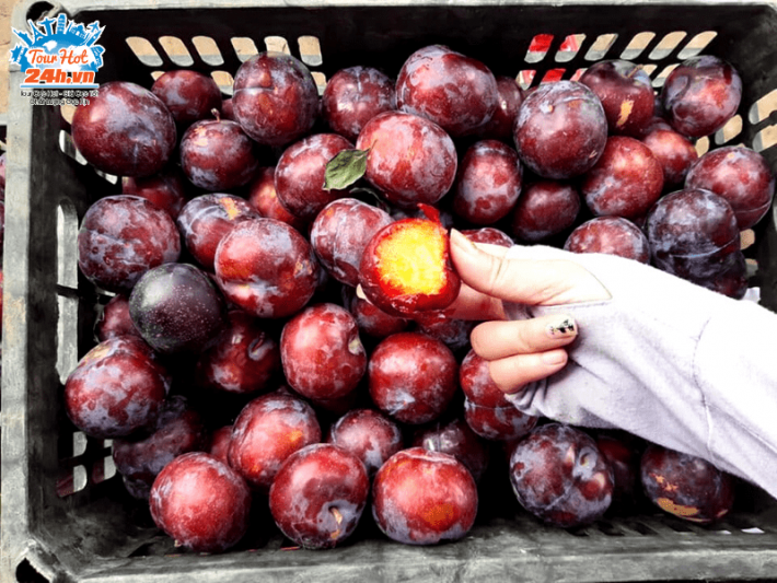 Top 15 đặc sản Sapa ngon rẻ cực thích hợp mang về làm quà không thể bỏ ...