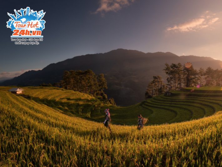 Mùa Vàng Mù Cang Chải Những Nấc Thang Thiên đường Tourhot24hvn
