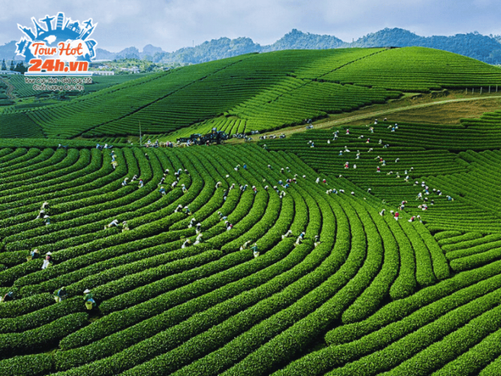 Cao nguyên Mộc Châu – thiên đường thơ mộng với bốn mùa hoa nở ...