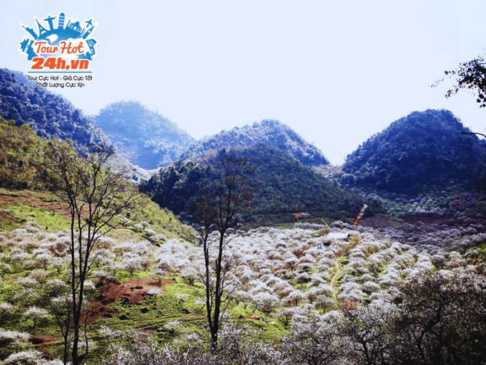 Thung lũng mận Nà Ka – thiên đường hoa mận giữa lưng chừng mây Mộc Châu | Tourhot24h.vn